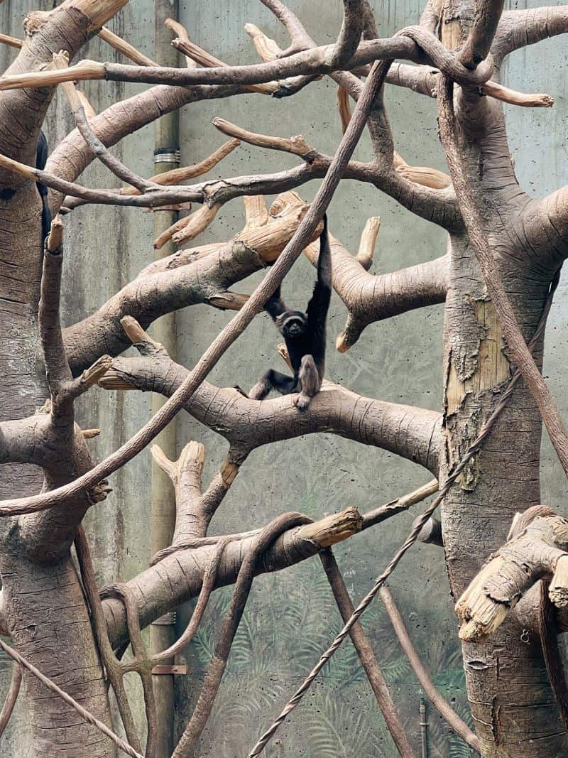 Our Visit To The Omaha Zoo + Helpful Zoo Tips! - It's Jolene