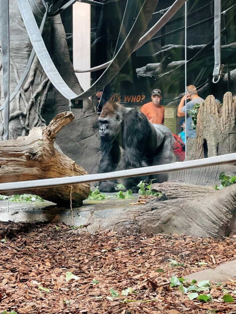 Our Visit To The Omaha Zoo + Helpful Zoo Tips! - It's Jolene