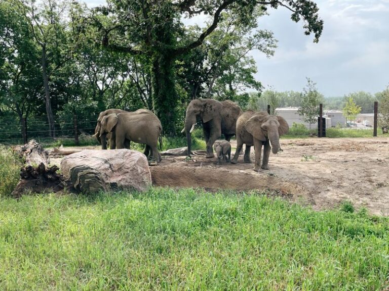 Our Visit To The Omaha Zoo + Helpful Zoo Tips! - It's Jolene